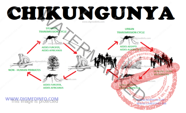 CHIKUNGUNYA – Etiology, Distribution and Incidence, Transmission and ...