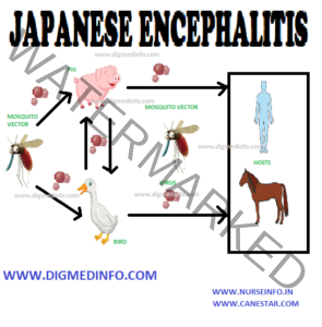 JAPANESE ENCEPHALITIS – General Characteristics, Transmission and ...