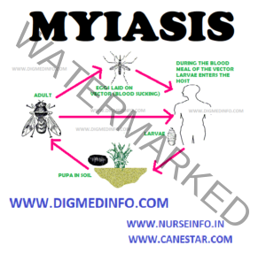 MYIASIS – General Characteristics, Classification, Cutaneous Myiasis ...