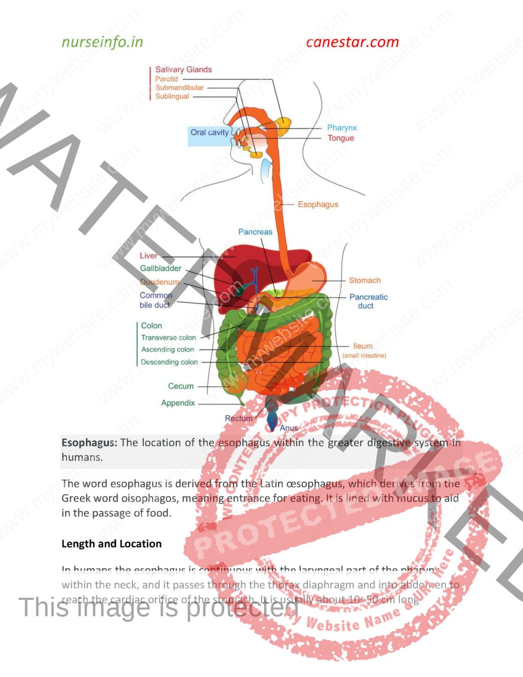 BSc Nursing First Year Anatomy Notes/Book (PDF) - Nurse Info
