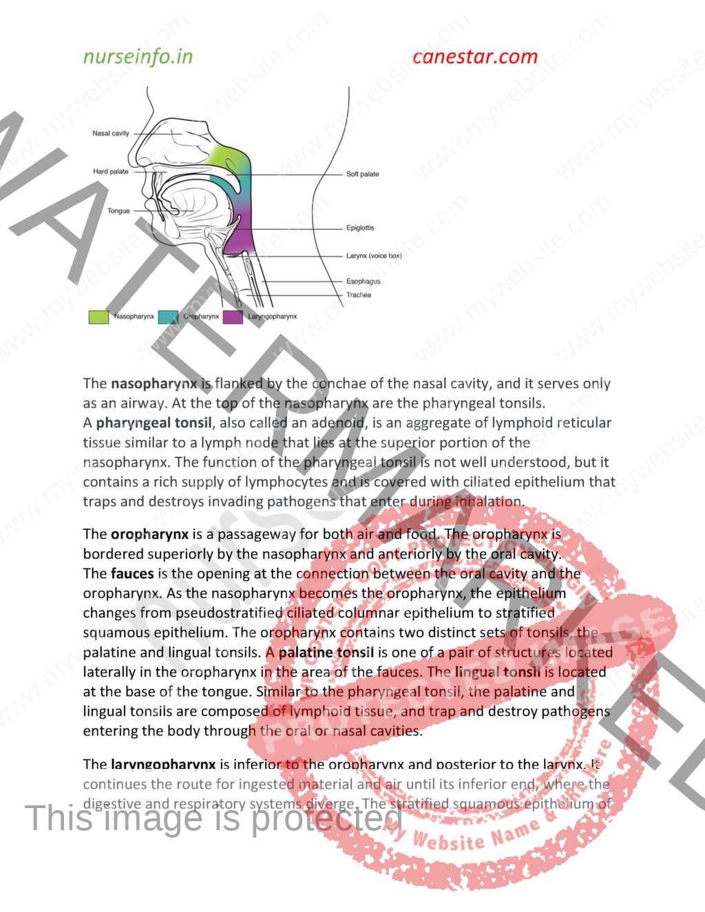 BSc Nursing First Year Anatomy Notes/Book (PDF) - Nurse Info