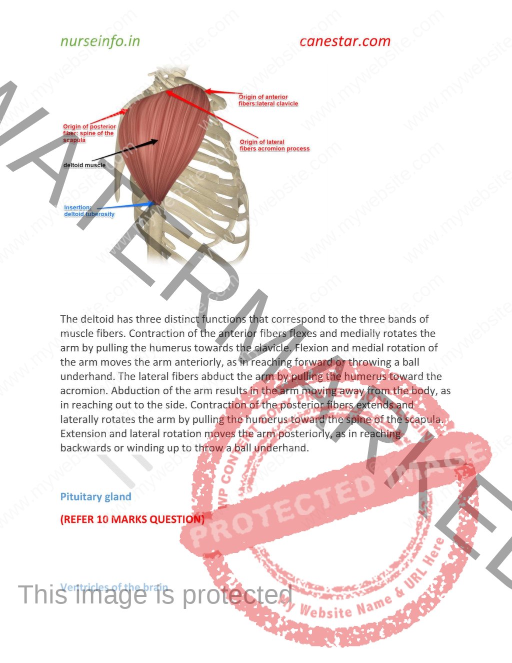 BSc Nursing First Year Anatomy Notes/Book (PDF) - Nurse Info