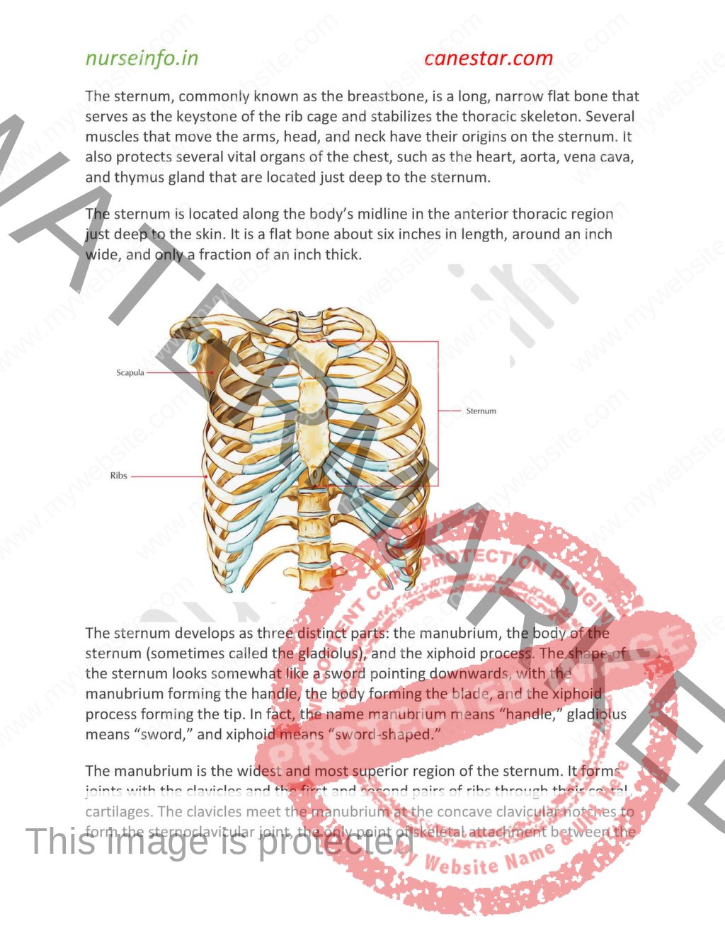 BSc Nursing First Year Anatomy Notes Book PDF Nurse Info