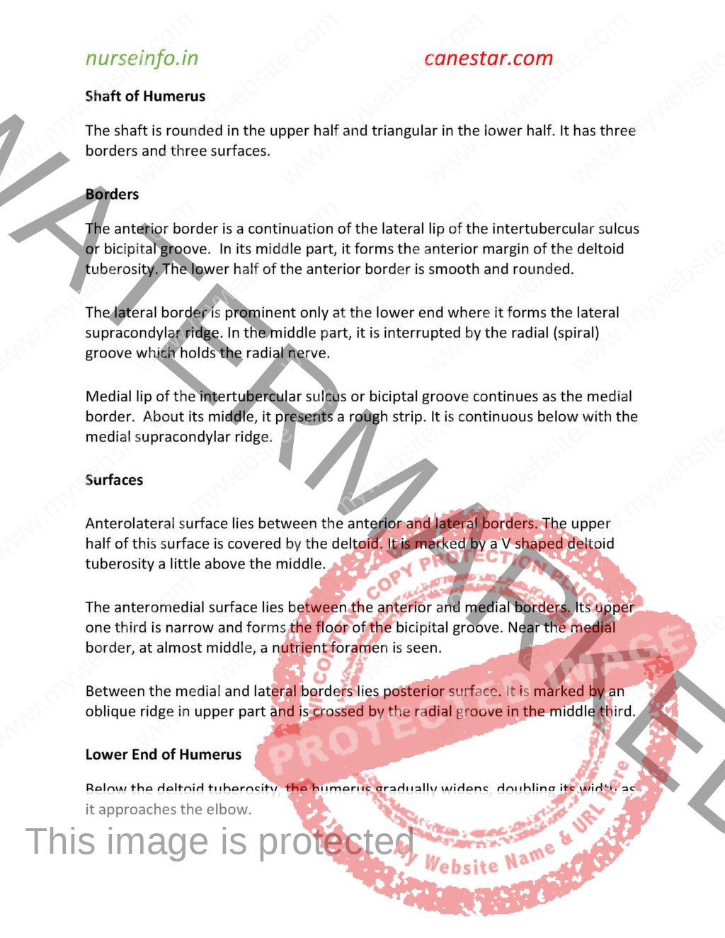 BSc Nursing First Year Anatomy Notes/Book (PDF) | nurseinfo