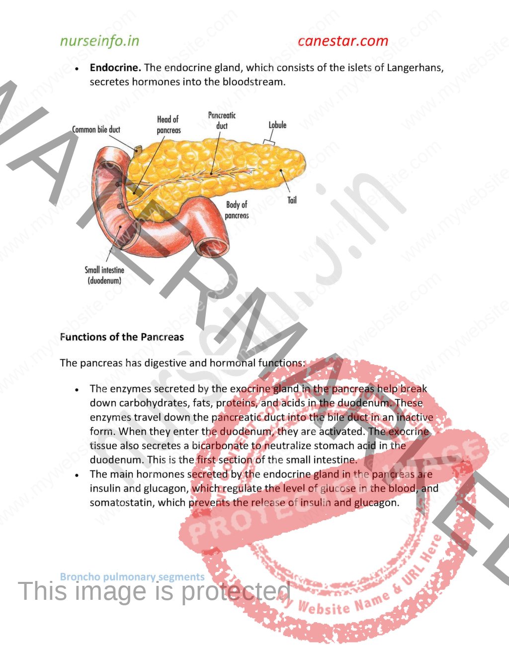 BSc Nursing First Year Anatomy Notes/Book (PDF) | nurseinfo