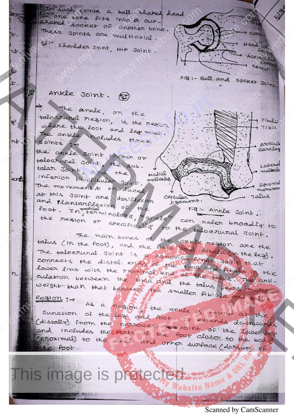 BSc Nursing First Year Anatomy and Physiology Notes/Book (PDF) | nurseinfo