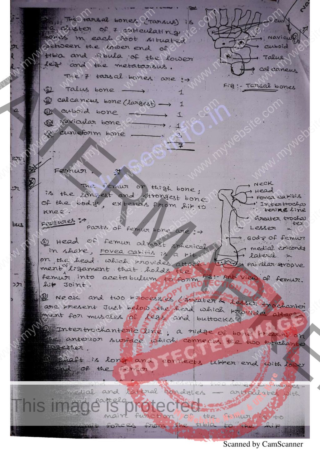 BSc Nursing First Year Anatomy and Physiology Notes/Book (PDF) | nurseinfo