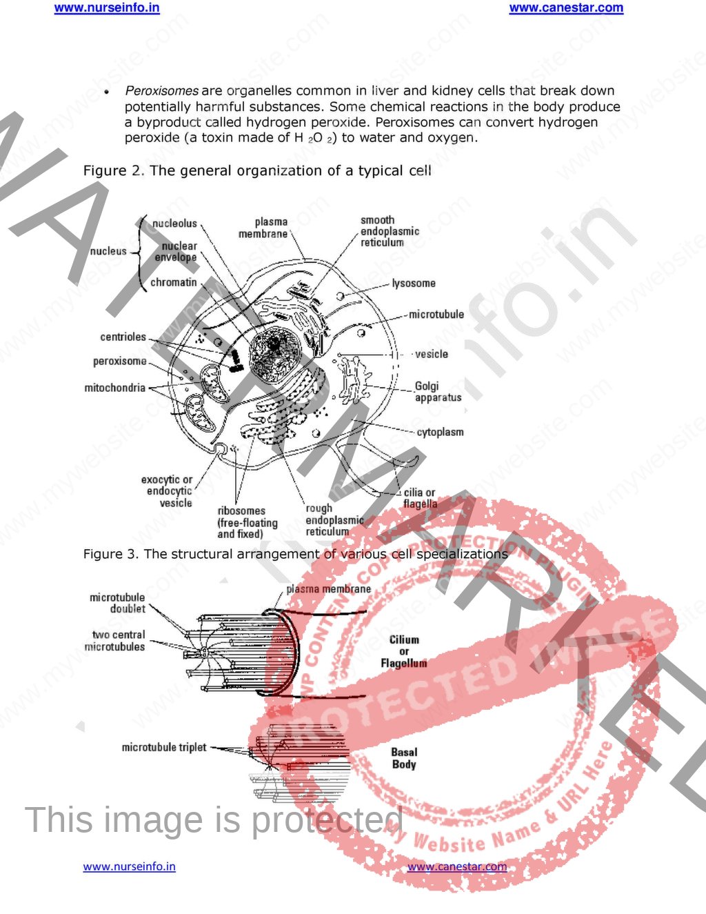 Applied Anatomy Notes/Book (PDF) FOR BSC NURSING STUDENTS - Nurse Info ...