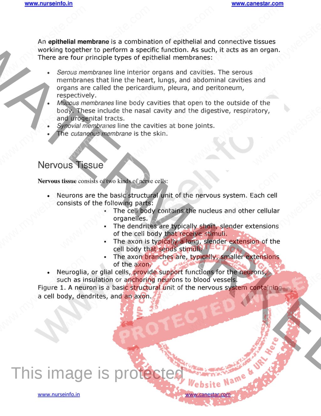 Applied Anatomy Notes/Book (PDF) FOR BSC NURSING STUDENTS - Nurse Info ...