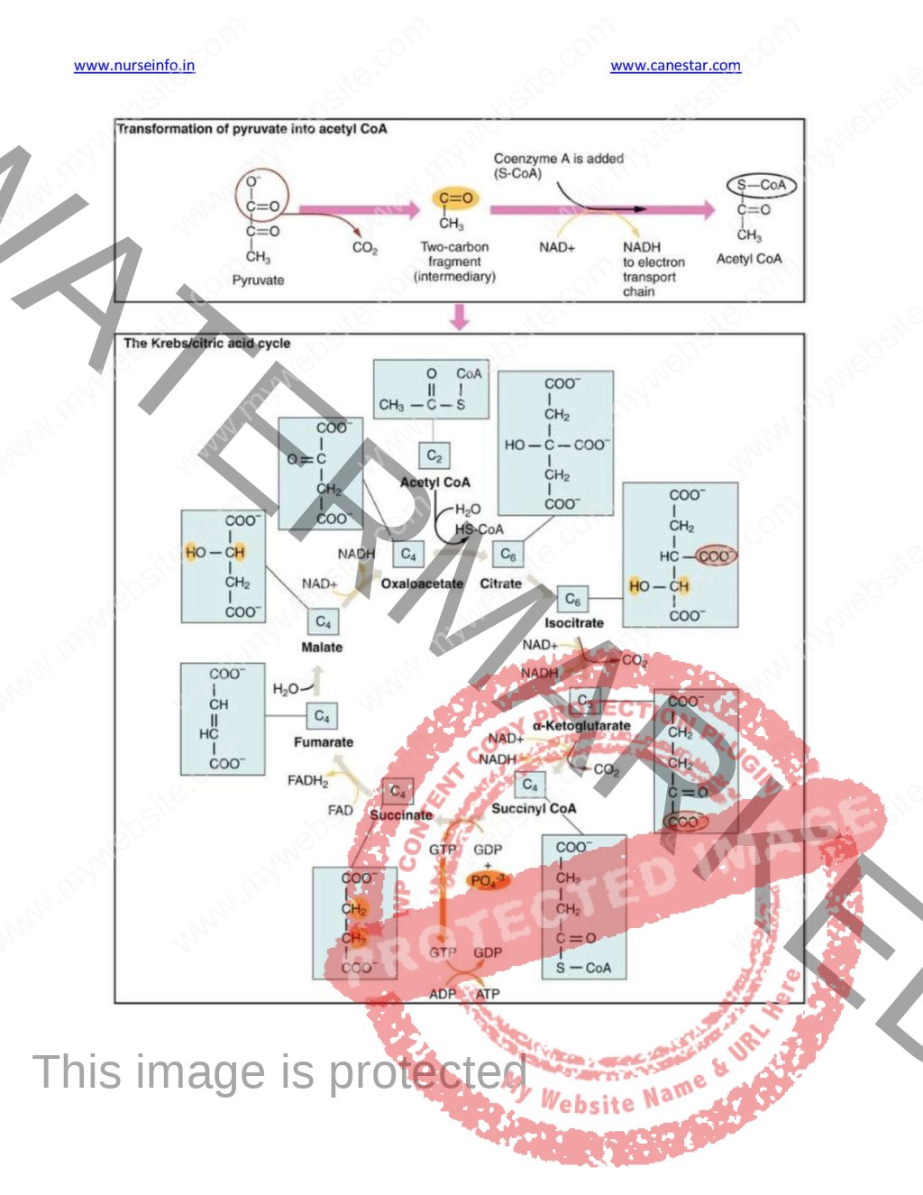 Revised Applied Biochemistry Notes/Book (PDF) FOR BSC NURSING STUDENTS ...